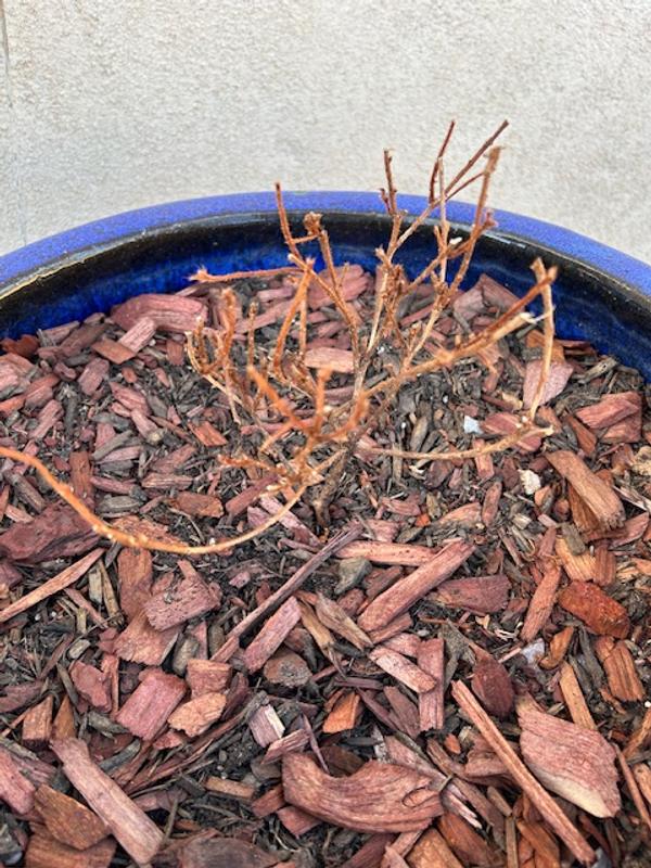 Proven Winners Orange Perfecto Mundo Orange Reblooming Azalea Flowering ...