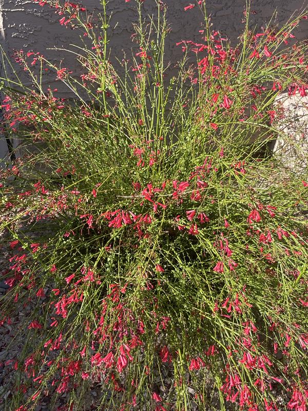 Lowe's Firecracker Plant Shrub in -Gallon Pot with Red Blooms in the ...
