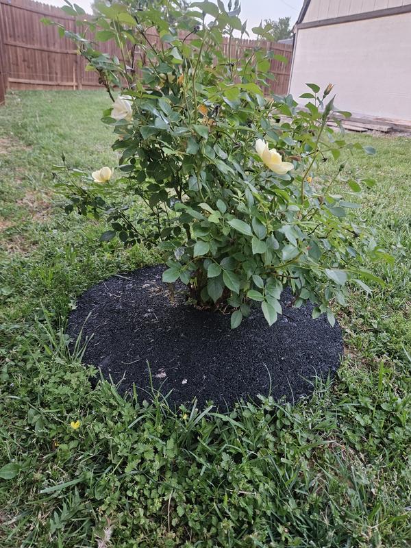 Rubberific Red Recycled Rubber 24-in Tree Ring DCTR24RD3 at Lowes.com
