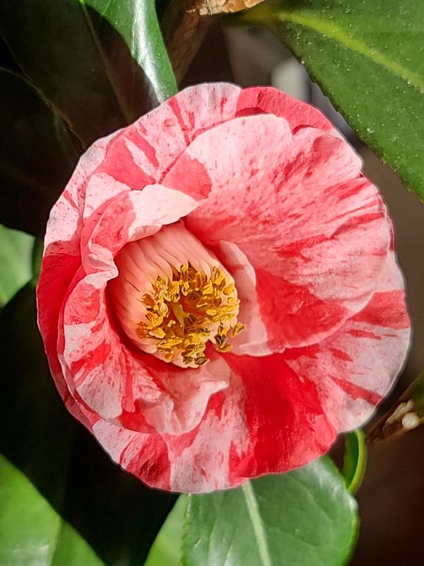 National Plant Network Professor Sargent Camellia Flowering Shrub in 2. ...