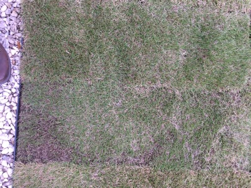 Harmony Outdoor Brands 500-sq ft Natural Zoysia Sod Pallet ZOYS500DCOM ...