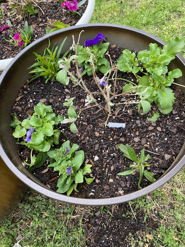 Van Zyverden Purple Bloomables Lilac New Age Lavender Bulbs 84586 at ...