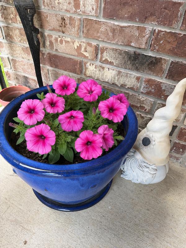 3 Quart(s) Multicolor Petunia 1 -Pack - Low Maintenance in the Annuals ...