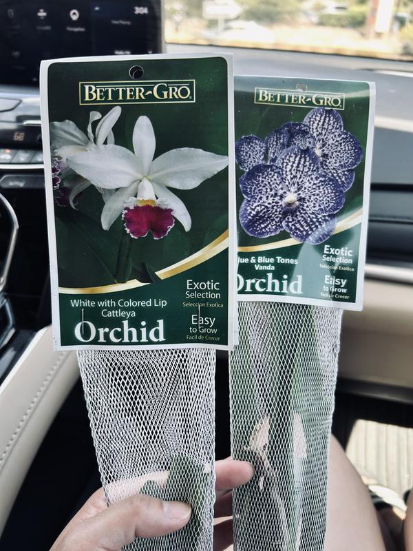 Better-Gro Vanda Orchid House Plant - Mixed Bloom Color Family - High ...