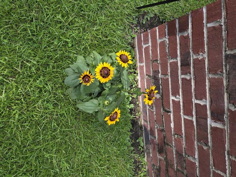 Lowe's 1.25 -Quart Gazania Pot in the Trees department at Lowes.com