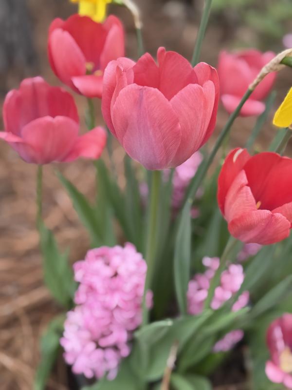 Ready Refill Multicolor Mixed Bulbs Bulbs 1 Count in the Plant Bulbs ...