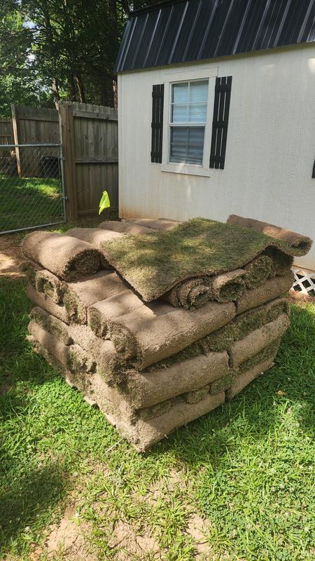 Harmony Outdoor Brands 500-sq ft Natural Zoysia Sod Pallet ZOYS500DCOM ...