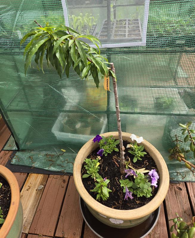 Southern Planters 3 -Gallon Feature Bonanza Patio Peach Tree In pot ...