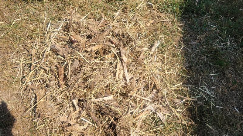 Wheat Straw 80 sq. ft. (at 3-in to 4-in depth) 92123 at Lowes.com