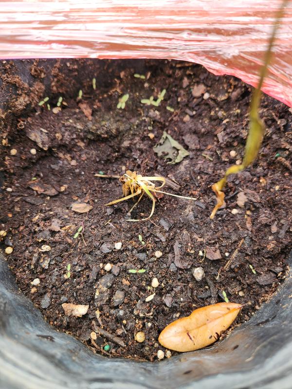 Direct Gardening 1 Count White Pampas Ornamental Grass in Bareroot in ...