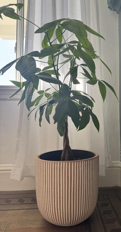 allen + roth Round 11.81-in W x 12.0-in L Multiple colors/finishes ...