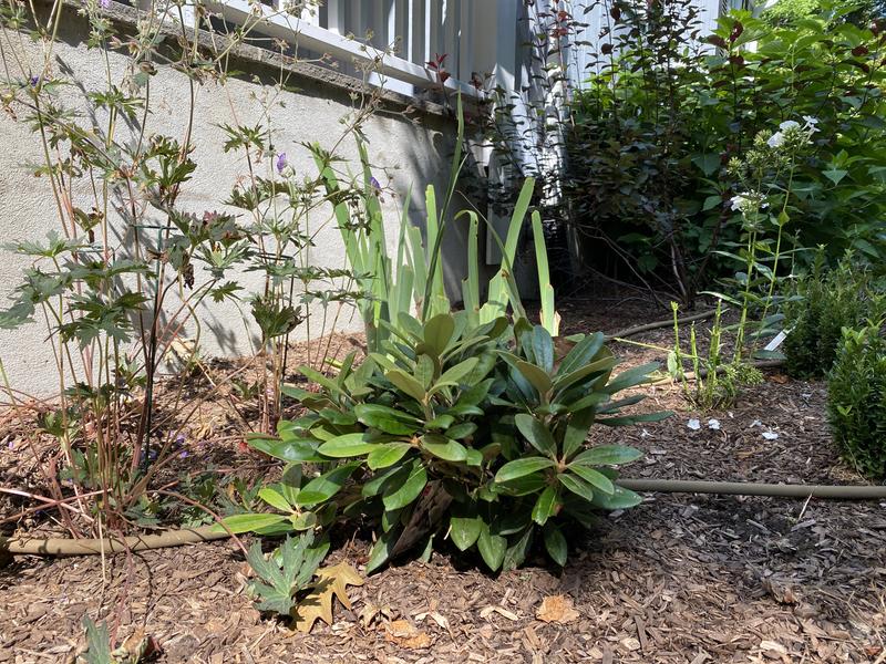 Monrovia Multicolor Crete Rhododendron Flowering Shrub in 1.73-Gallon ...