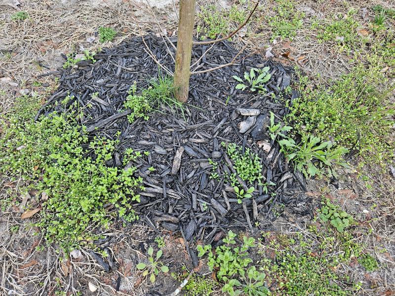 Preen 2-cu ft Black Pine Mulch Plus Weed Control Mulch in the Bagged ...