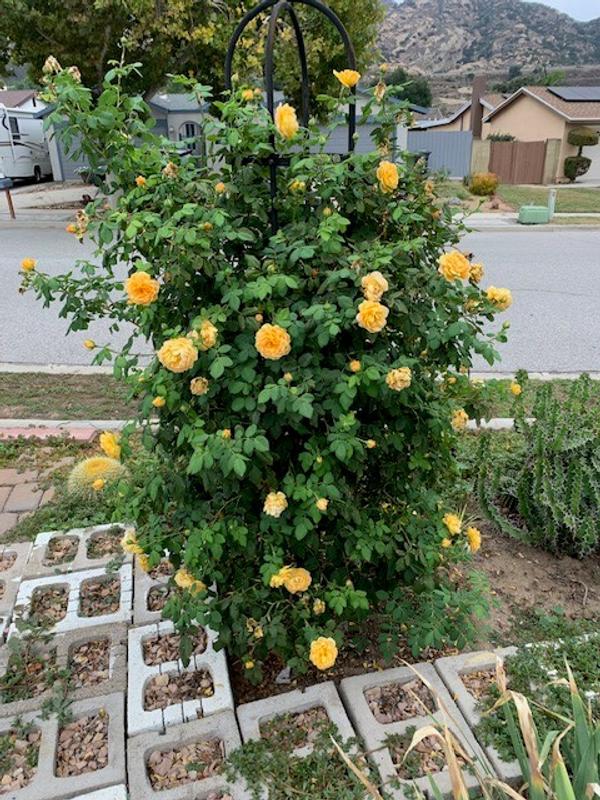 Spring Hill Nurseries Pink Freedom Shrub Rose 1 Pack in Pot 74908 at ...