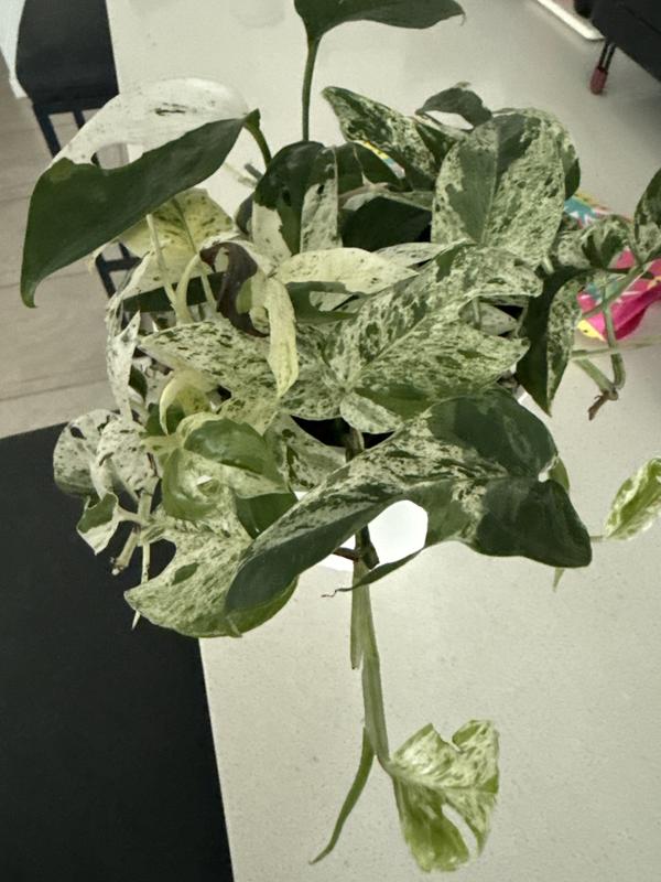 Pothos House plant in 1.4 Quart(s) Self-watering pot 1 -Pack in the ...