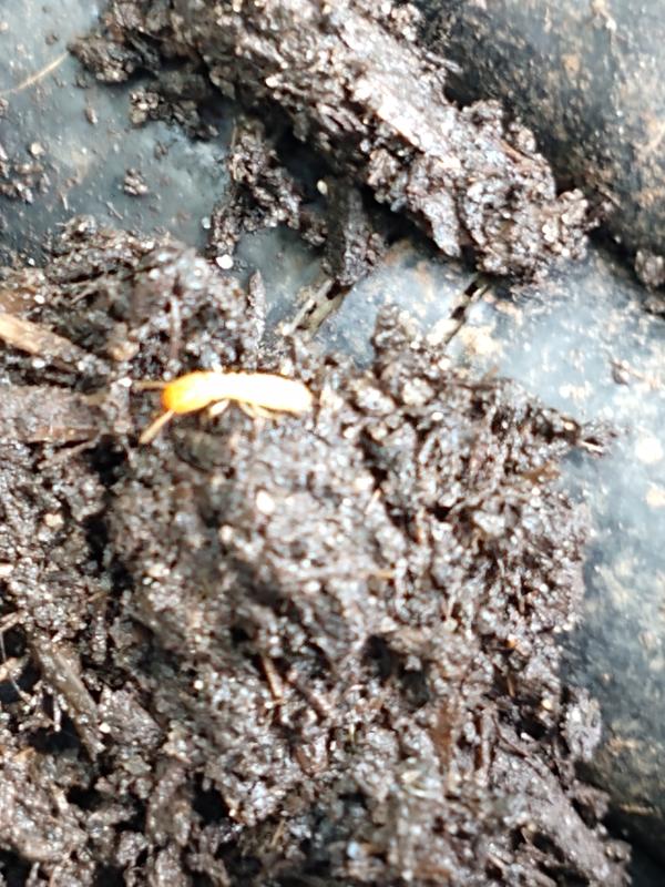 Timberline 1 Cf Compost and Manure Provides Organic Nutrients 13128 at ...