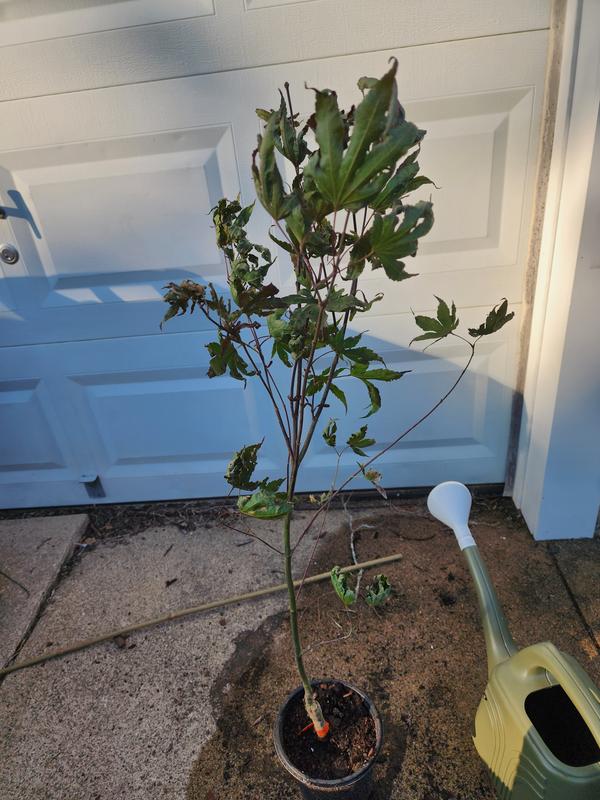 Perfect Plants 1-Gallon Feature Bloodgood Japanese Maple In Pot (With ...