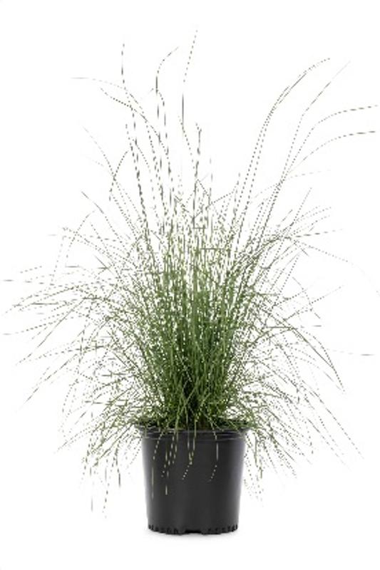 Lowe's White Creeping Wire Vine Plant in 1 -Pint Pot in the Perennials ...