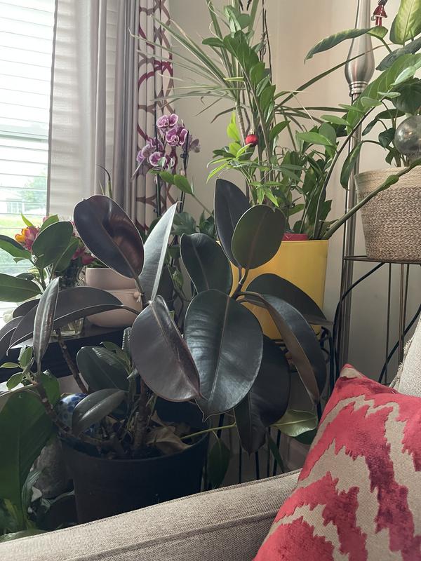 LiveTrends Medici- Assorted Foliage House Plant in 12-oz Pot ASB03788 ...
