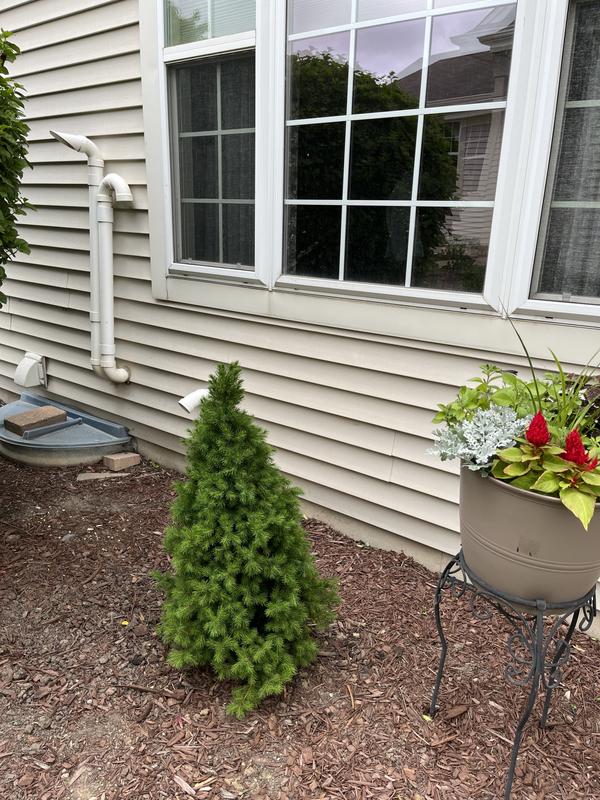 Lowe's 2.25 -Gallon Dwarf Alberta Spruce Accent Shrub 1 -Pack in the ...
