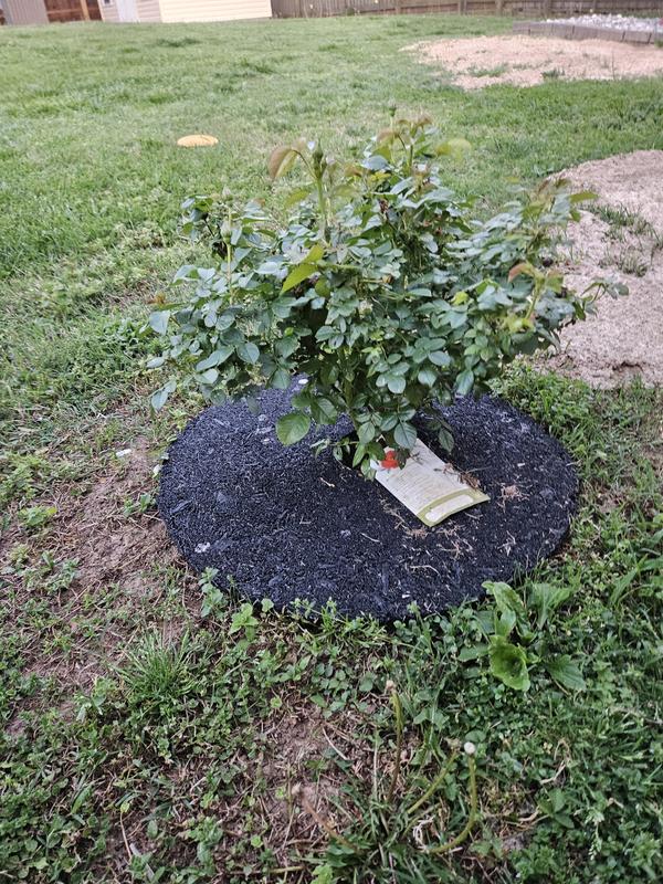 Rubberific Red Recycled Rubber 24-in Tree Ring DCTR24RD3 at Lowes.com