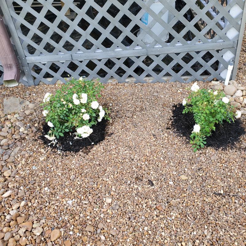 Drift Roses White White Drift Rose 1 -Gallon 1 -Pack in Pot in the ...