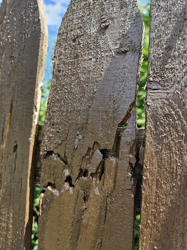 6-ft x 8-ft Spruce Stockade Privacy Stockade Fence Panel in the Wood ...