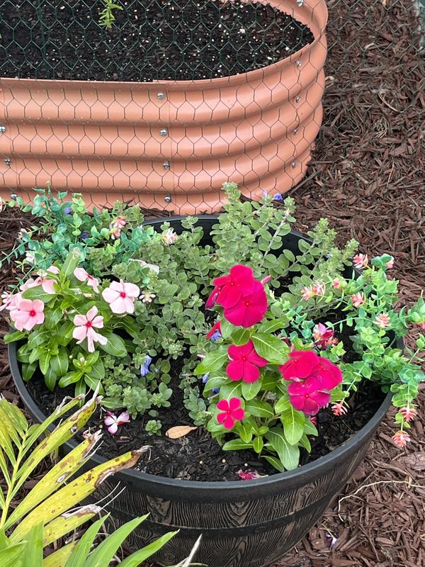 Lowe's Multicolor Cora Vinca in 6 -Pack Tray in the Annuals department ...