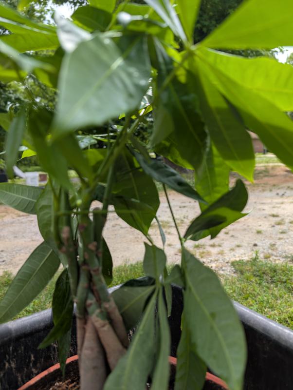 Costa Farms Braided Money Tree Pachira House Plant in 10-in Pot L-PHB-S ...