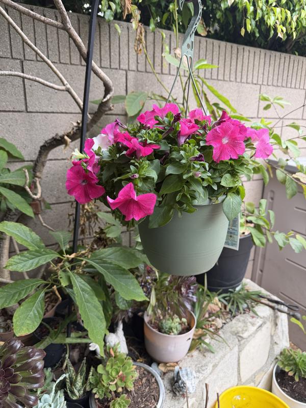3 Quart(s) Multicolor Petunia 1 -Pack - Low Maintenance in the Annuals ...