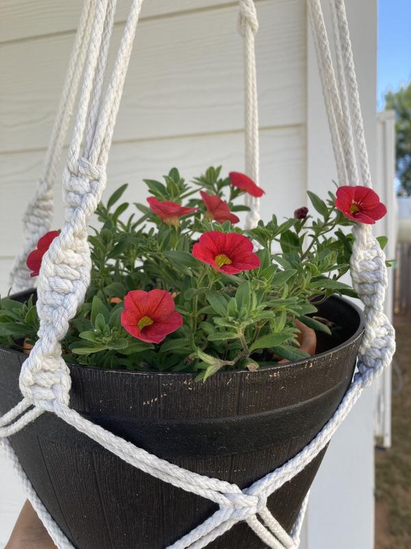 Lowe's Red Conga Red Calibrachoa in 1-Quart Pot NURSERY at Lowes.com