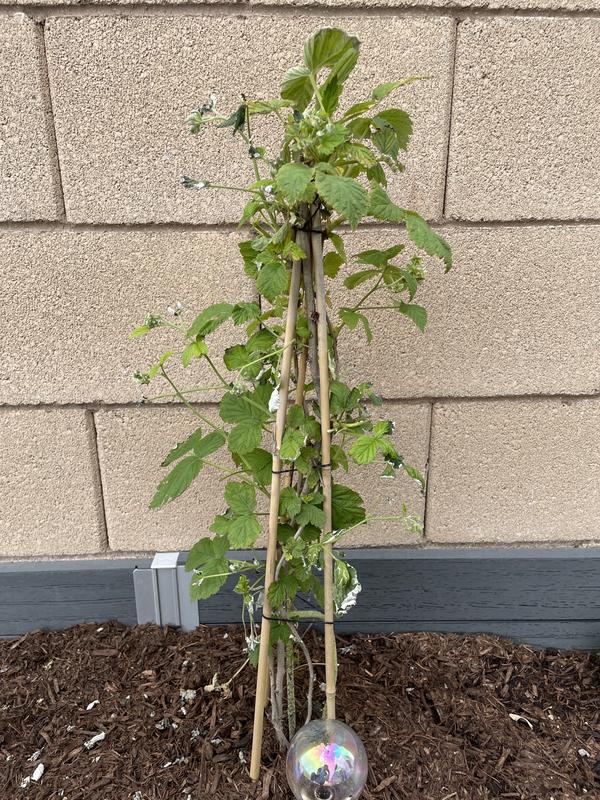 Monrovia White Canby Red Raspberry Flowering Shrub In Pot (With Soil ...