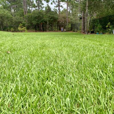 Turf Gro 50-lb 11000-sq ft 16-0-8 All Purpose Lawn Starter Fertilizer ...