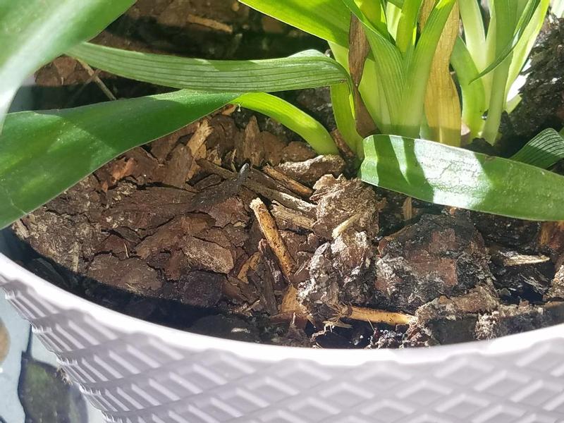 Hapi-Gro Organic Soil Amendment 2 Cu Ft - Aerate Soil, Stimulate Root ...