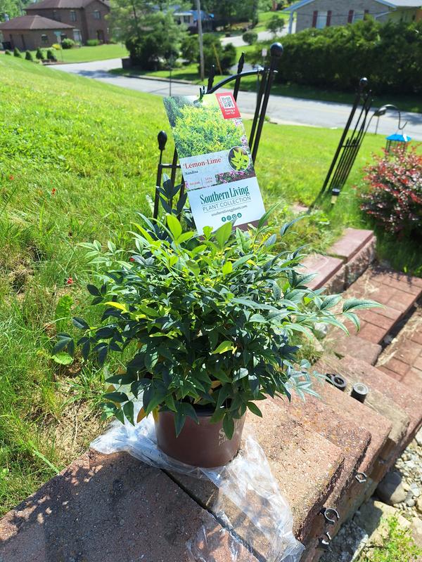 Southern Living Plant Collection Yellow Lemon Lime Nandina Foundation ...