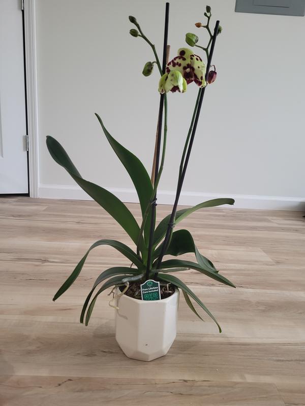 Altman Plants Purple Orchid House Plant in 5-in Pot 0873011 at Lowes.com