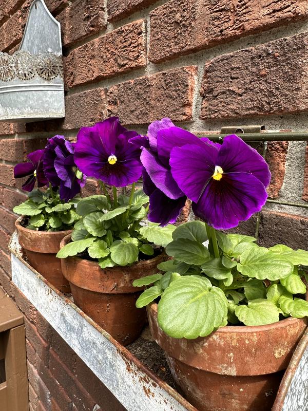 Lowe's Multicolor Pansy in 18-Pack Tray NURSERY at Lowes.com