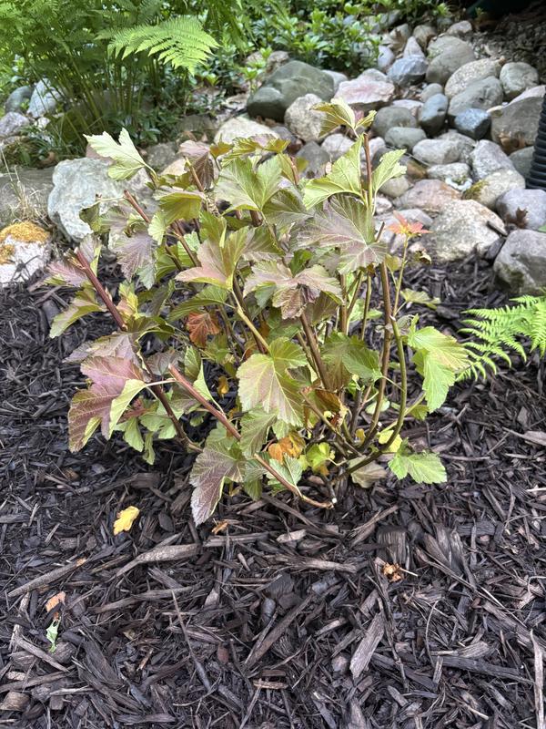 First Editions White Amber Jubilee Ninebark Accent Shrub in 2-Gallon ...