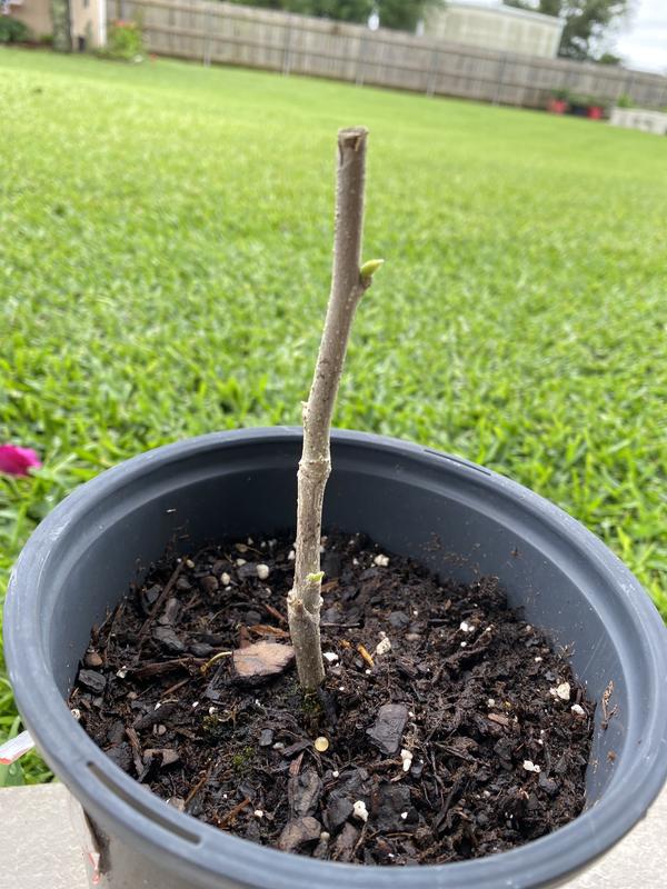 Gurney's Seed and Nursery Blueberry Smoothie Althea Blue Flowering ...