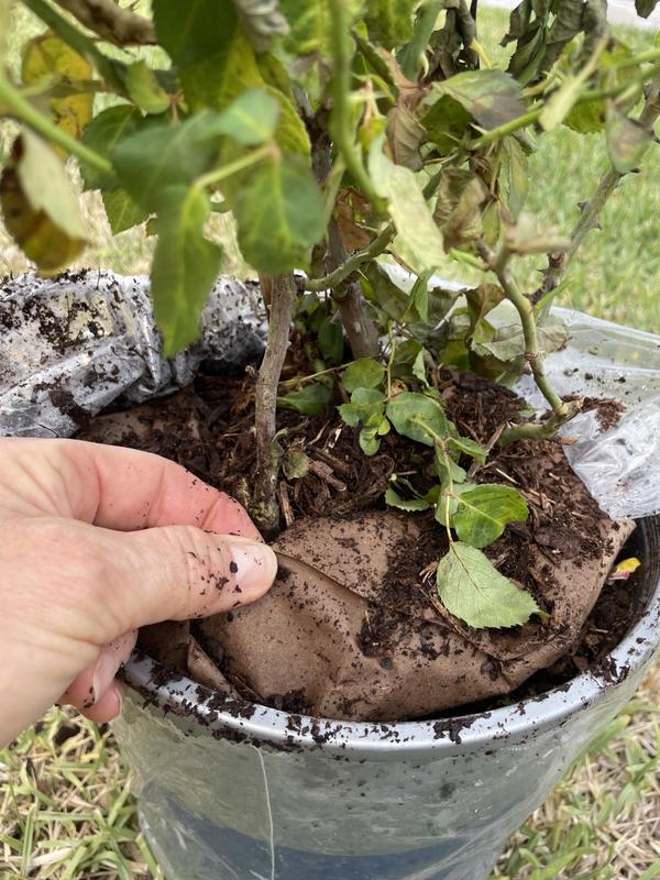 Altman Plants Multicolor True Bloom Sincerity Rose 8-Quart in Pot ...