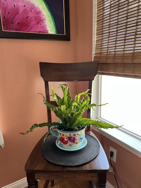 National Plant Network Birds Nest Fern House Plant in 6-in Pot LW7222 ...