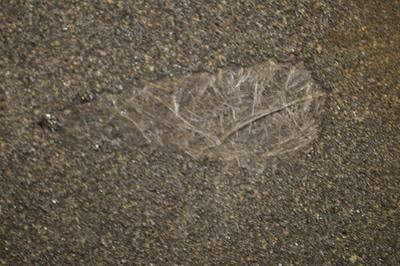 CertainTeed Hatteras Georgetown Gray Laminated Architectural Roof ...