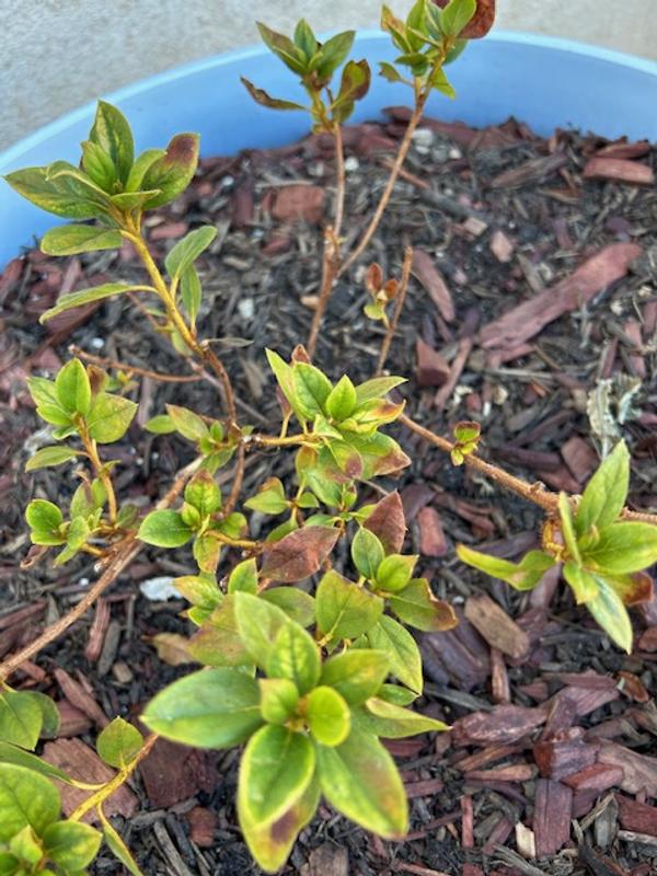 Proven Winners Orange Perfecto Mundo Orange Reblooming Azalea Flowering ...