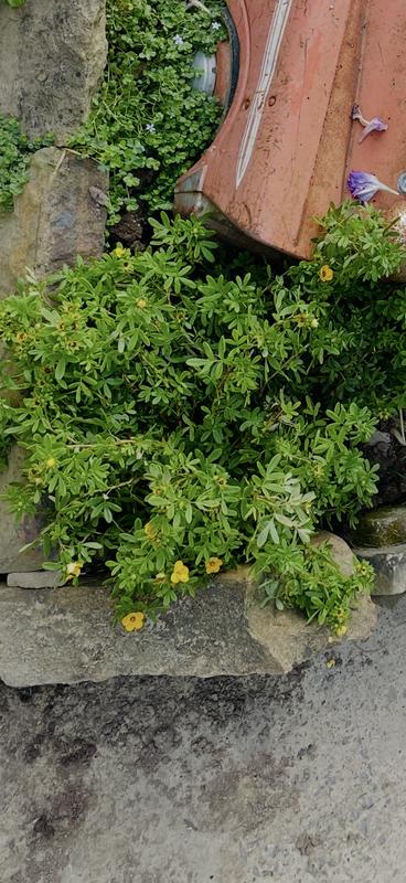 Proven Winners Yellow Potentilla Happy Face Yellow Flowering Shrub in 2 ...