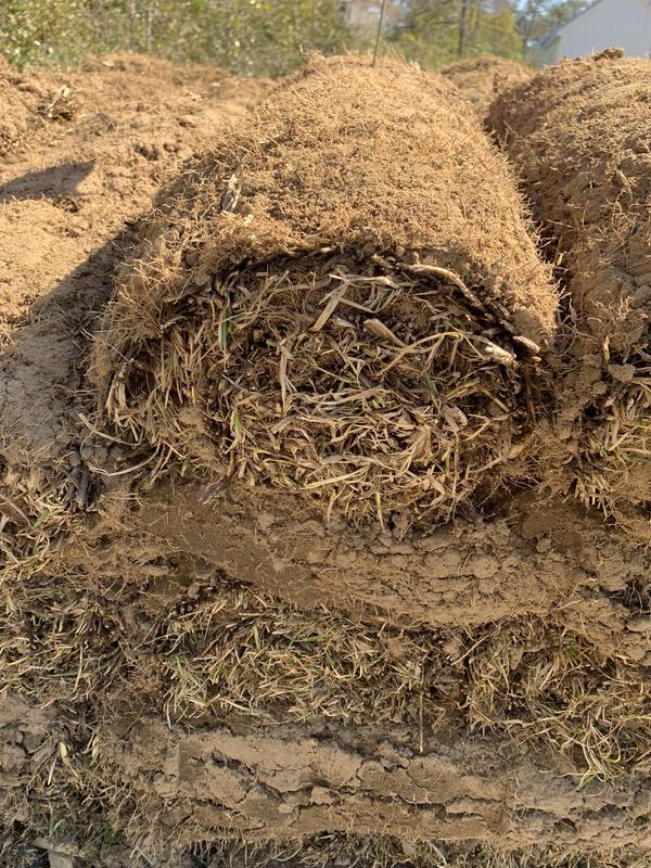 Harmony Outdoor Brands 500-sq ft Natural Centipede Sod Pallet ...