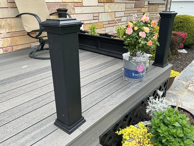 Altman Plants Multicolor True Bloom Sincerity Rose 8-Quart in Pot ...