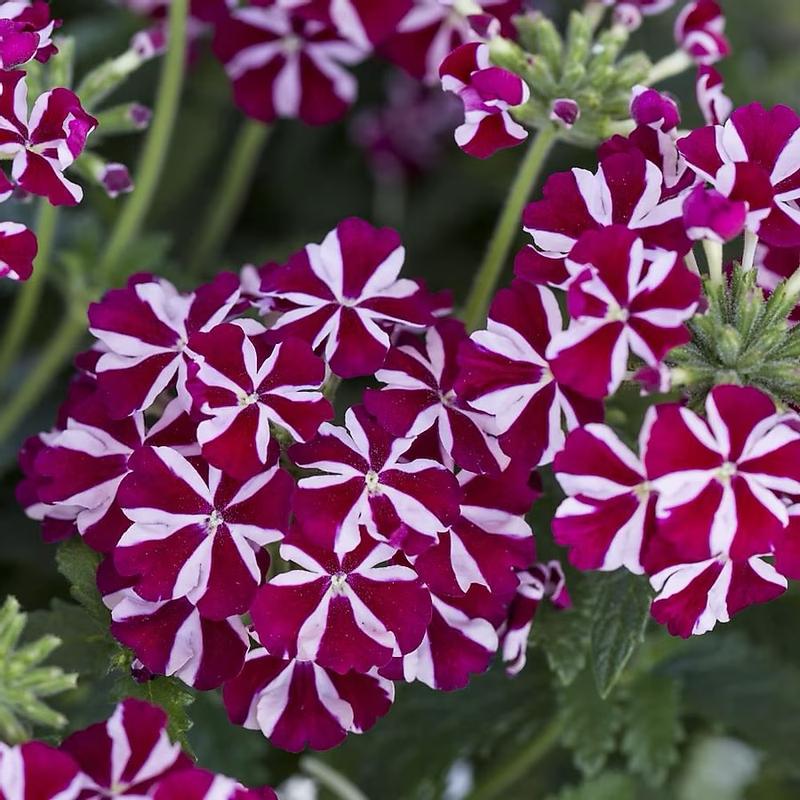 Lowe's Red Verbena in 1-Pint Pot NURSERY at Lowes.com