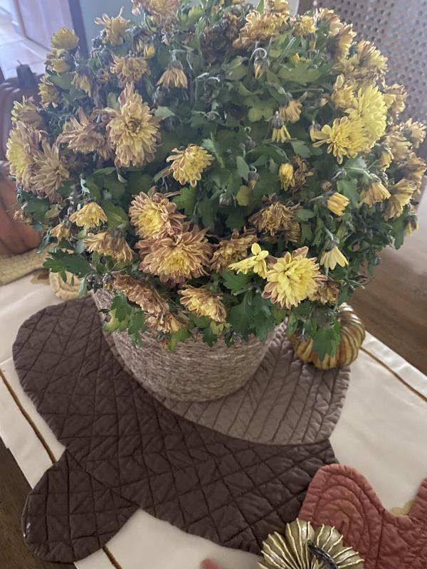 Monrovia Red Mum in 1-Gallon Planter 5266 at Lowes.com
