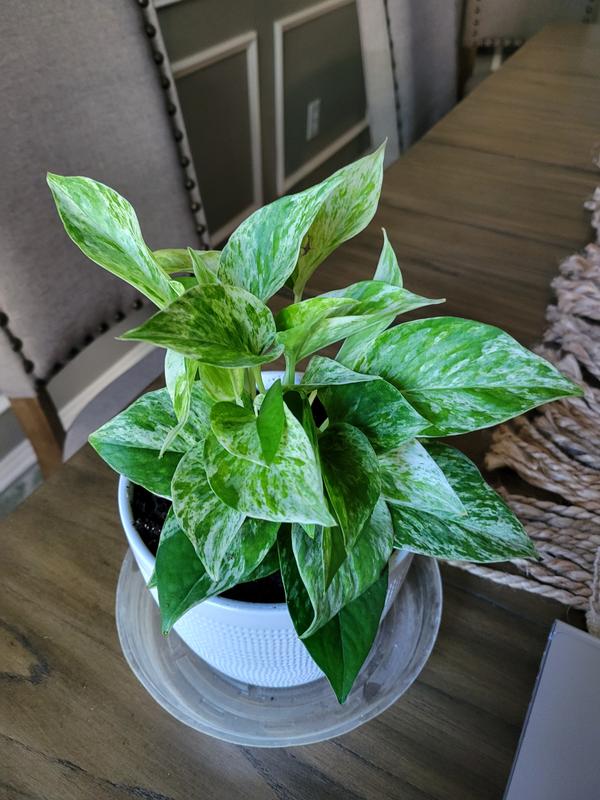Altman Plants Marble Queen Pothos House Plant in 4.25-in Pot 0873086 at ...