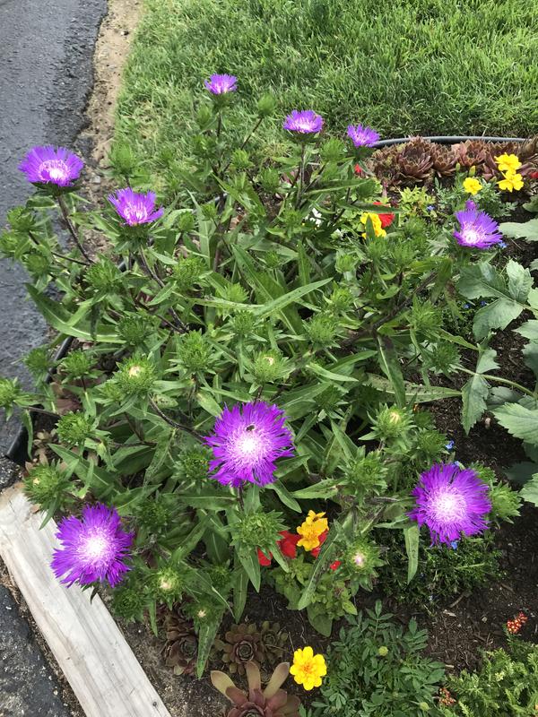 Lowe's Lavender Stokes Aster Plant in 1-Quart Pot 443351 at Lowes.com